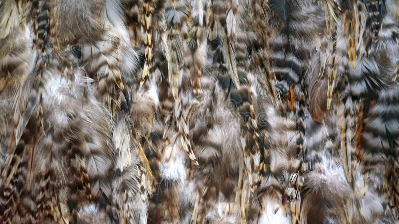 Pheasant feather stock image. Image of intricate, feathery - 2770007