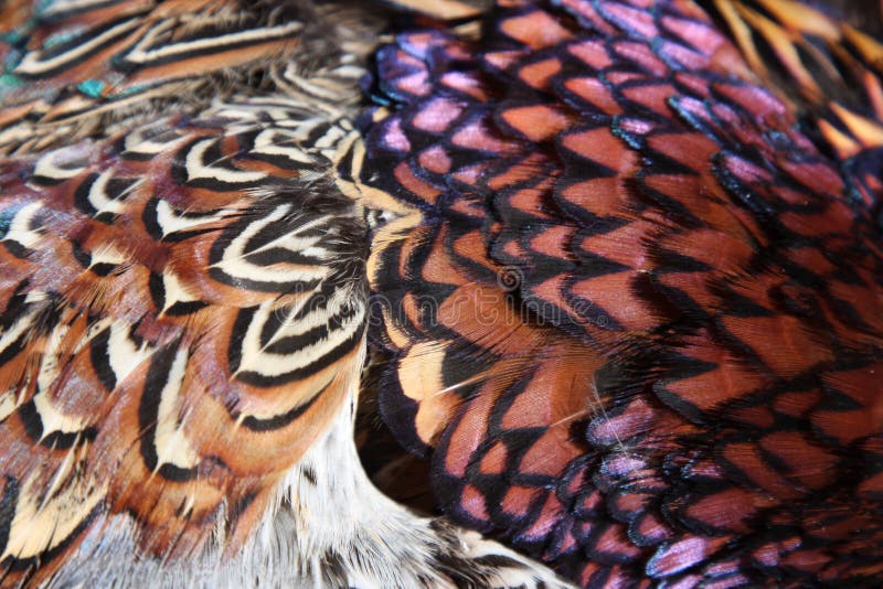 Pheasant feathers stock photo. Image of wild, pheasant - 29096126