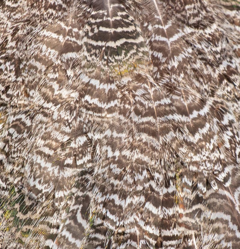 Pheasant Feathers As an Abstract Background. Texture Stock Image ...