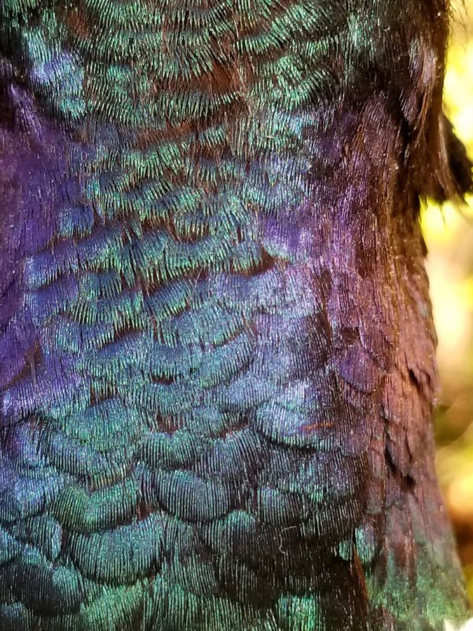 Pheasant Feathers 1 stock image. Image of birds, feathers - 126217851