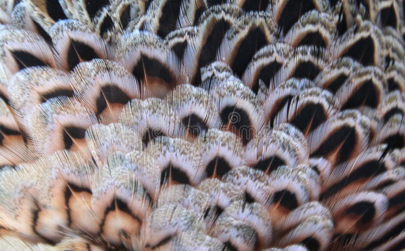 Pheasant feathers pattern. stock photo. Image of abstract - 136101710