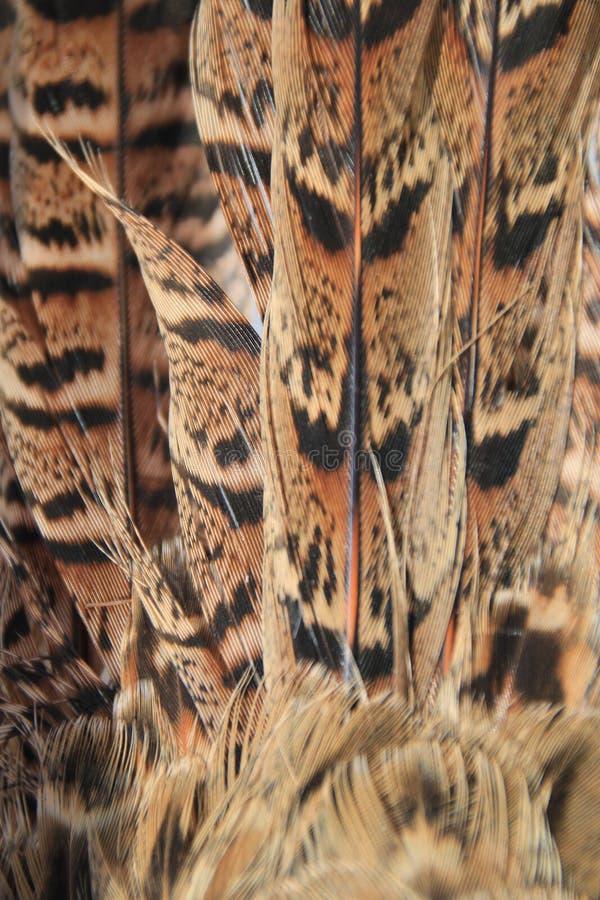 Pheasant feathers pattern. stock image. Image of animal - 136101727