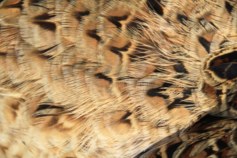Pheasant feathers pattern. stock photo. Image of purple - 136101730