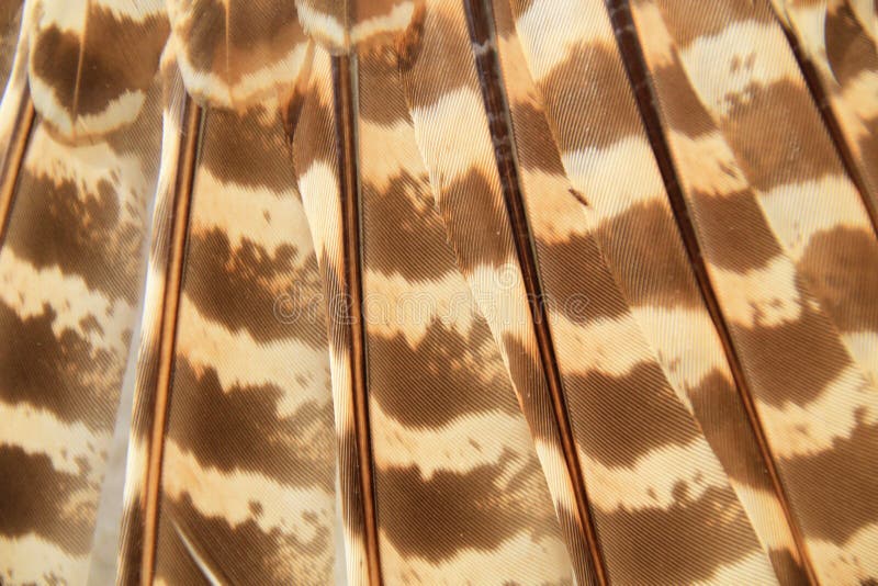 Pheasant feathers pattern. stock image. Image of brown - 136101771