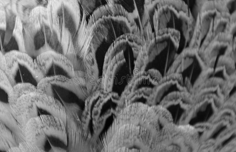 Pheasant feathers pattern. stock photo. Image of animal - 136101866