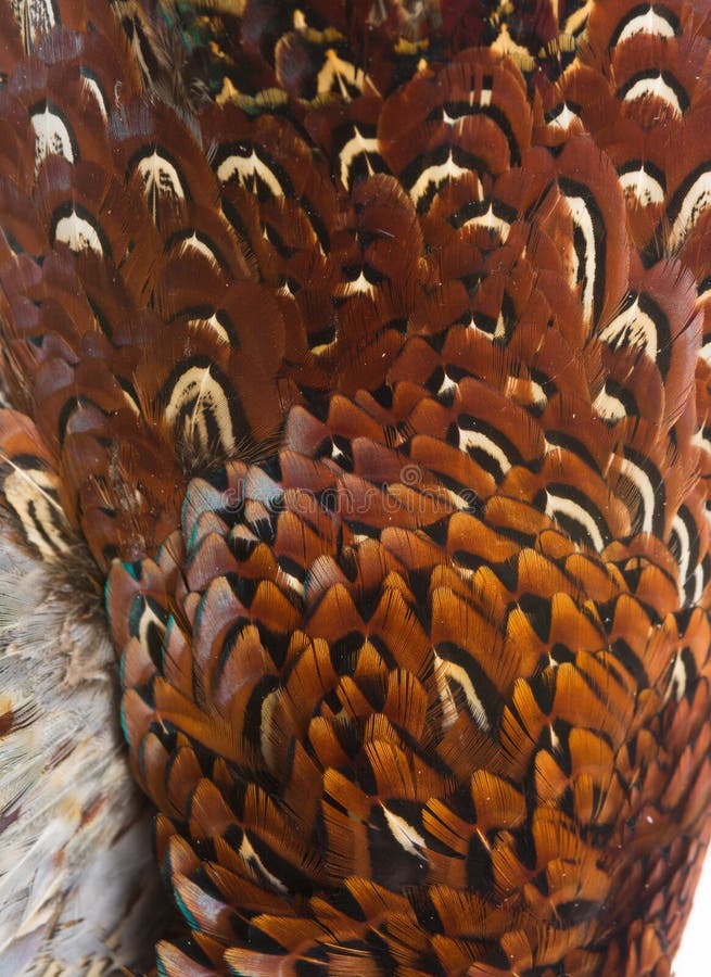 Pheasant feathers stock photo. Image of hunt, feathers - 76235090