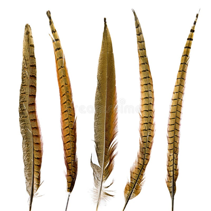 Pheasant feathers set stock illustration. Illustration of natural ...