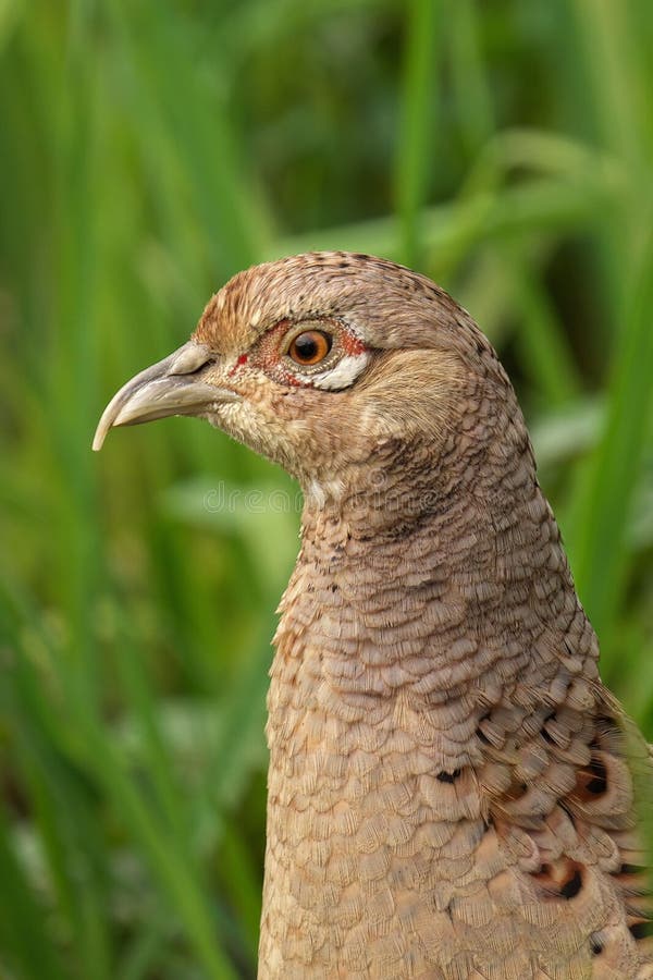 Vigil Pose Stock Photos - Free & Royalty-Free Stock Photos from Dreamstime