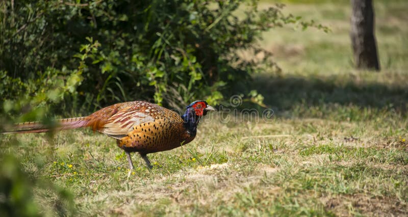 A pheasant is on the field stock photo. Image of animals - 74104370