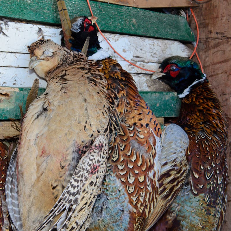 Pheasant game birds stock photo. Image of shooting, cadaver - 29571874