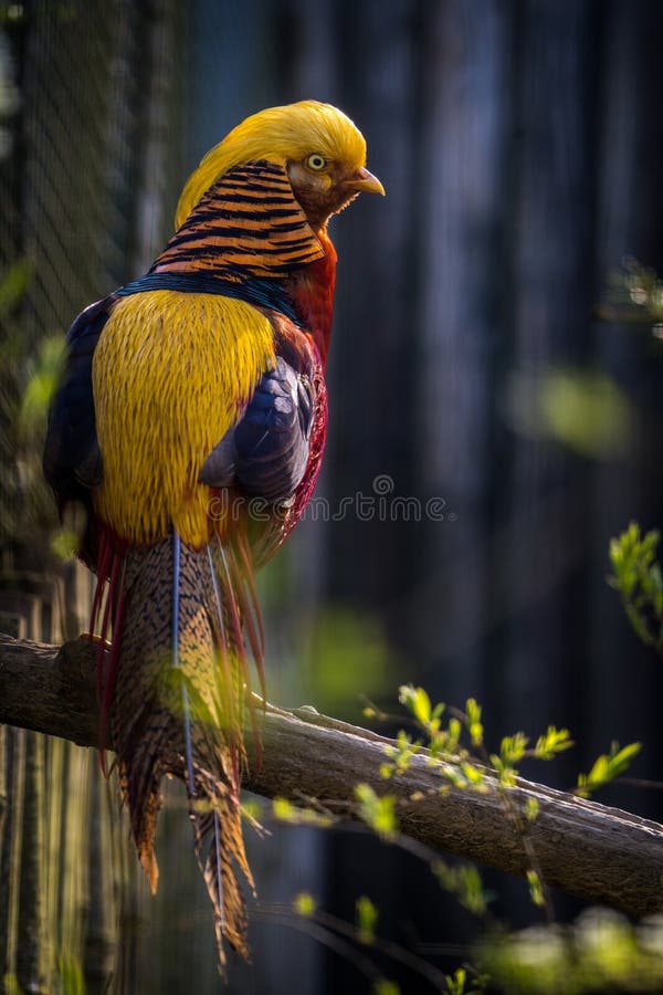 Pheasant Golden Bird in the Zoo Stock Photo - Image of yellow, animal ...