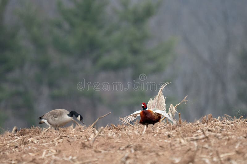 Pheasant and Goose in a Field Stock Image - Image of feather, rural ...