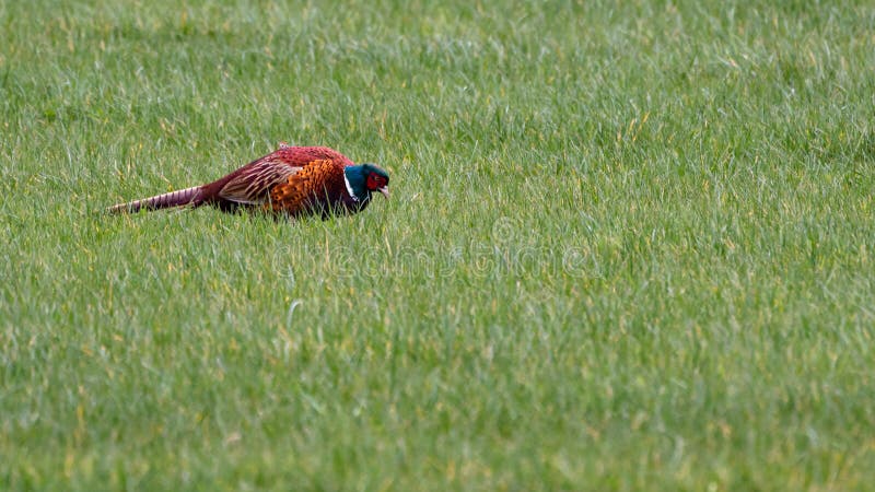 Pheasant on the Grass in the Countryside Stock Photo - Image of summer ...