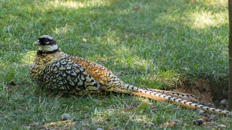 A pheasant in the grass stock photo. Image of common - 120528214