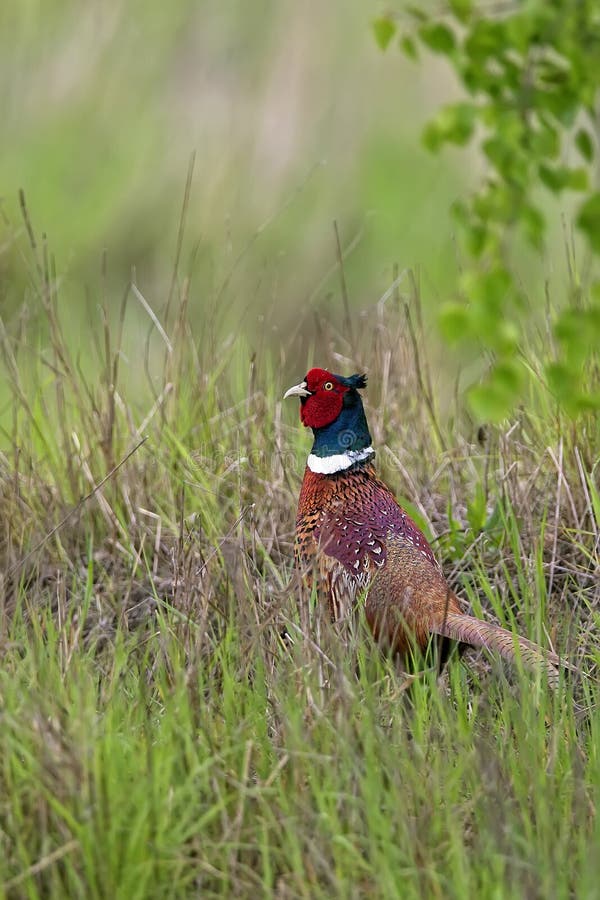 Pheasant in the grass stock image. Image of phasianus - 101379057