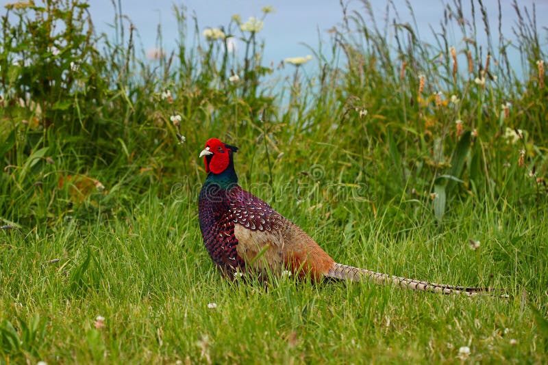 Pheasant in the grass stock photo. Image of bird, colorful - 81276150
