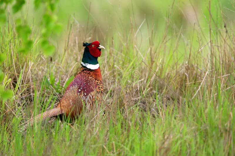 Pheasant in the grass stock image. Image of bright, wild - 64854831