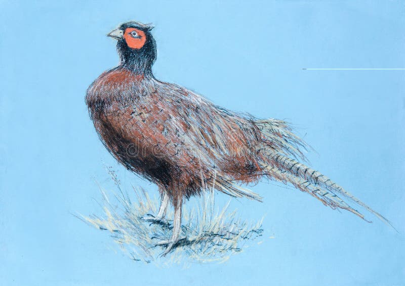 Pheasant Hand Drawing Pastel. Stock Photo - Image of abstraction ...