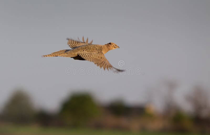 Pheasant hen flying stock image. Image of grouse, target - 53240743
