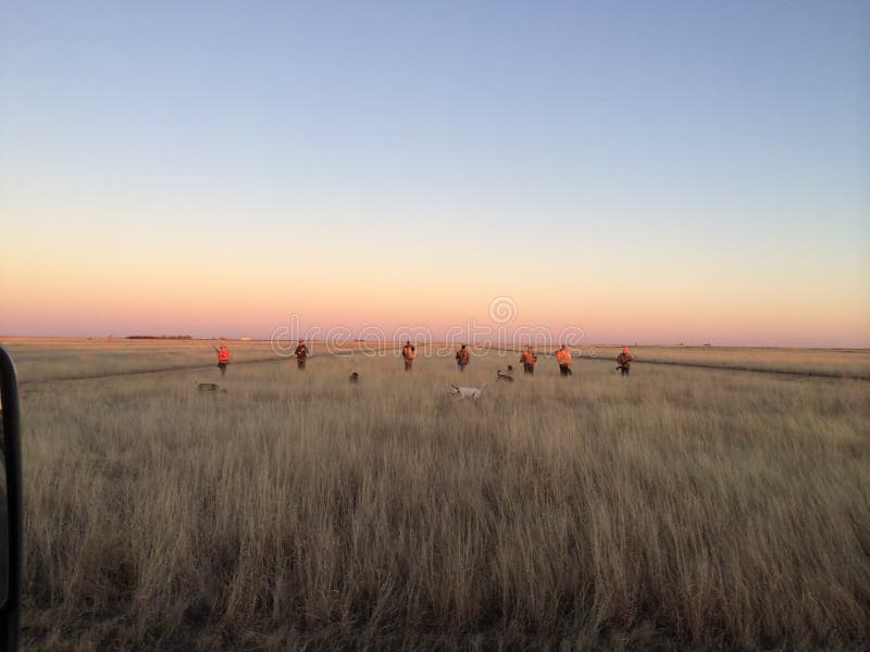 Pheasant hunting stock image. Image of pheasant, drive - 58496377
