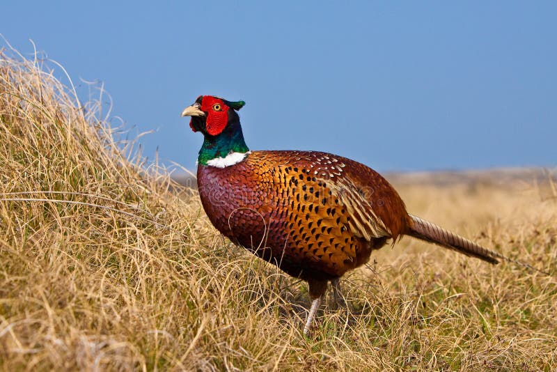 Pheasant male stock photo. Image of grass, fowl, feathers - 9704802
