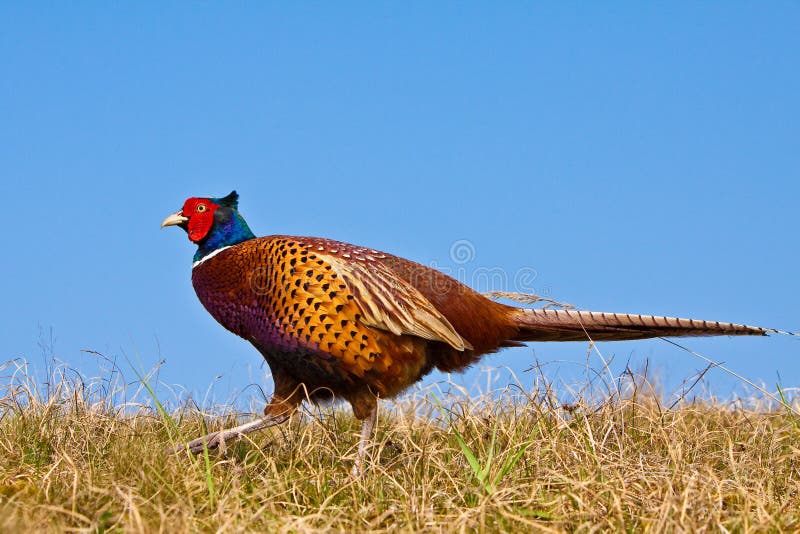 Pheasant male stock photo. Image of grass, fowl, feathers - 9704802