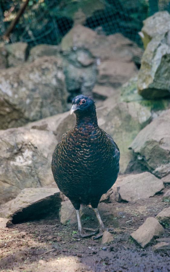 Pheasant Male Beautiful Portrait Stock Image - Image of colorful ...