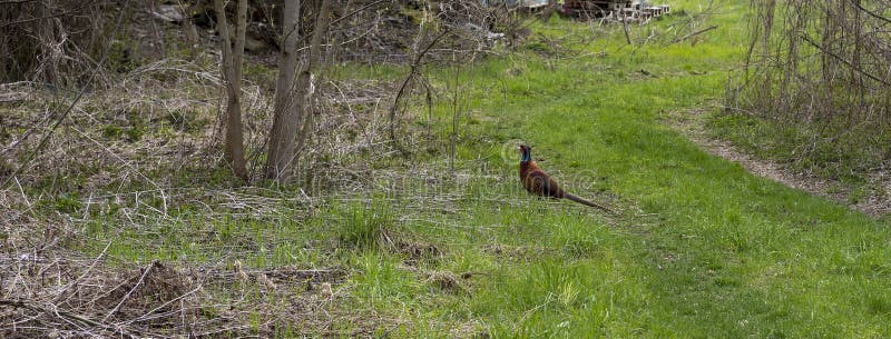 Pheasant - Male among Leafless Trees and Greening Grasses. Stock Photo ...