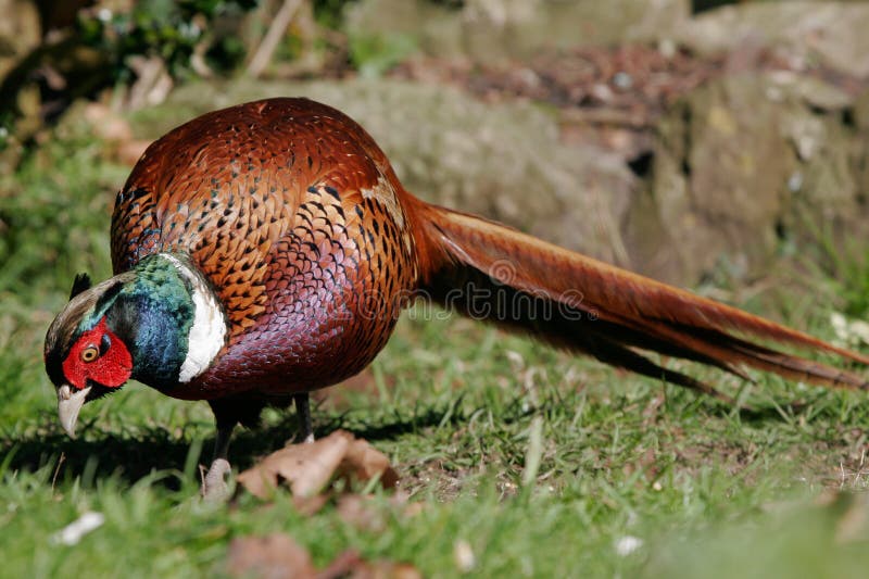 Pheasant Male Close Up of Head and Neck Stock Photo - Image of game ...