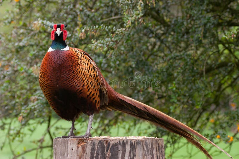 Pheasant Male Close Up of Head and Neck Stock Photo - Image of game ...