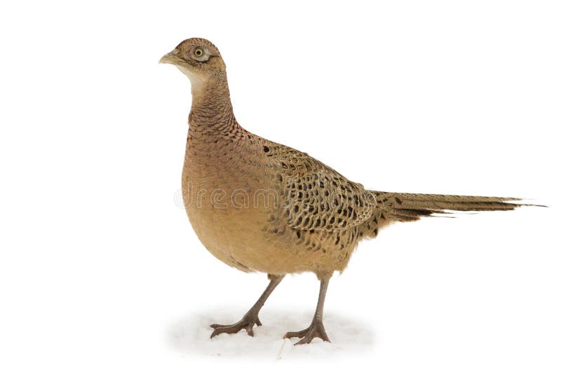Common Pheasant Female Isolated on White Stock Image - Image of female ...