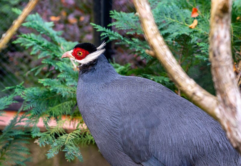 Pheasant Phasianus Colchicus Portrait in an Aviary Stock Image - Image ...