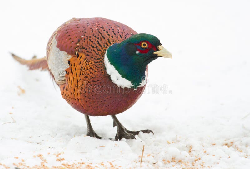 Pheasant, Phasianus. a Male Bird Stands in the Snow Stock Photo - Image ...