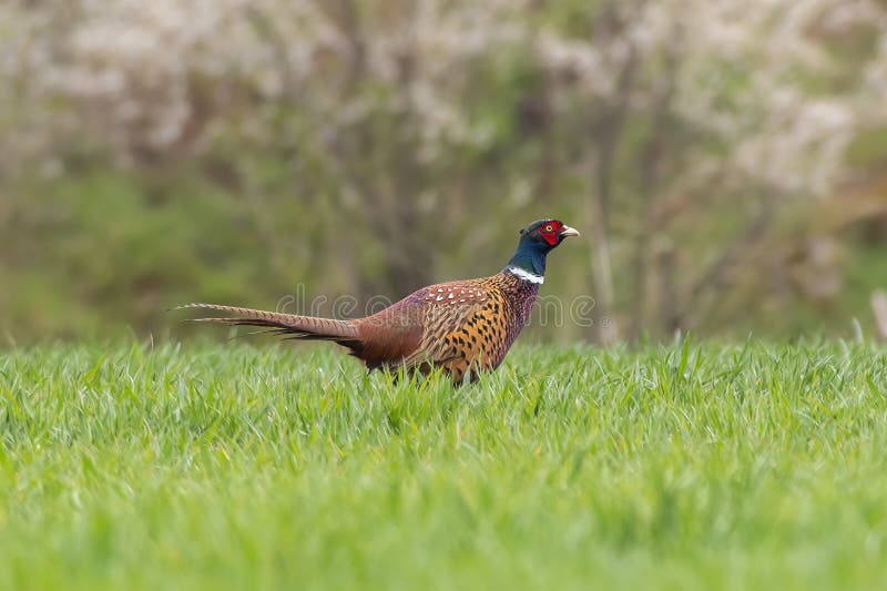Pheasant Rooster in a Green Field in Spring Stock Photo - Image of ...