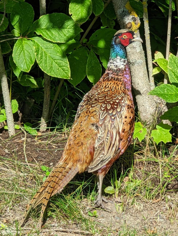 Pheasant Rooster at Our Front Yard Stock Photo - Image of rooster, yard ...