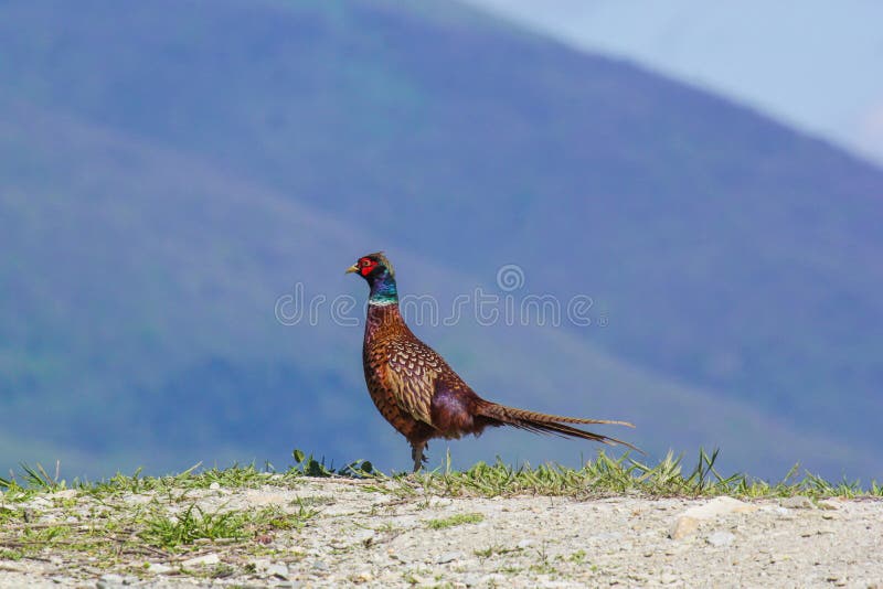 Pheasant in Russia stock photo. Image of colchicus, russia - 170539100