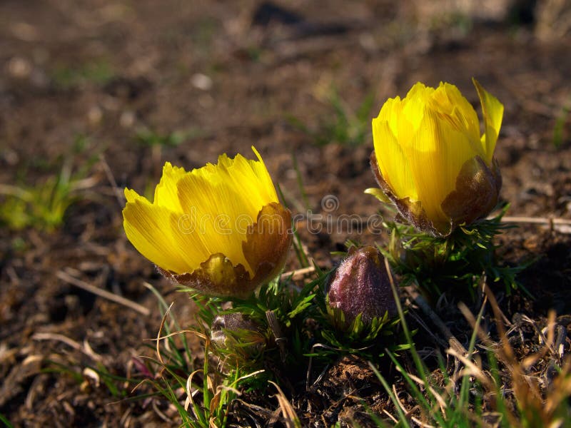 Pheasant s eye flower stock photo. Image of ornamental - 29676890