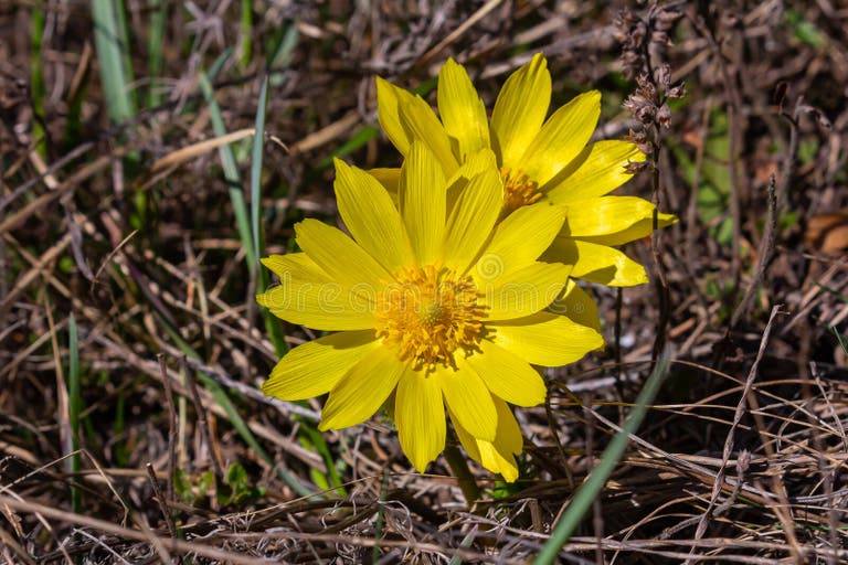 Pheasant S Eye, or Yellow Pheasant S Eye Adonis Vernalis Blooming in ...
