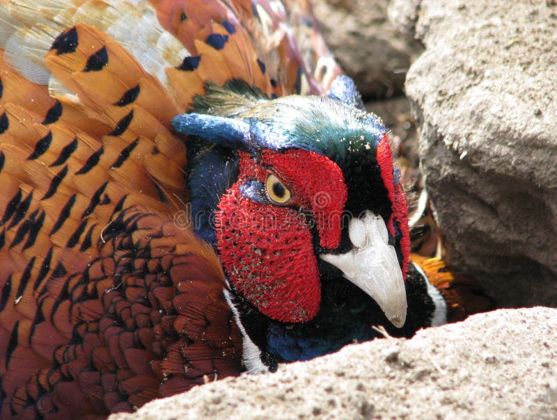 Pheasant s head stock image. Image of beak, adult, gamebird - 49063361