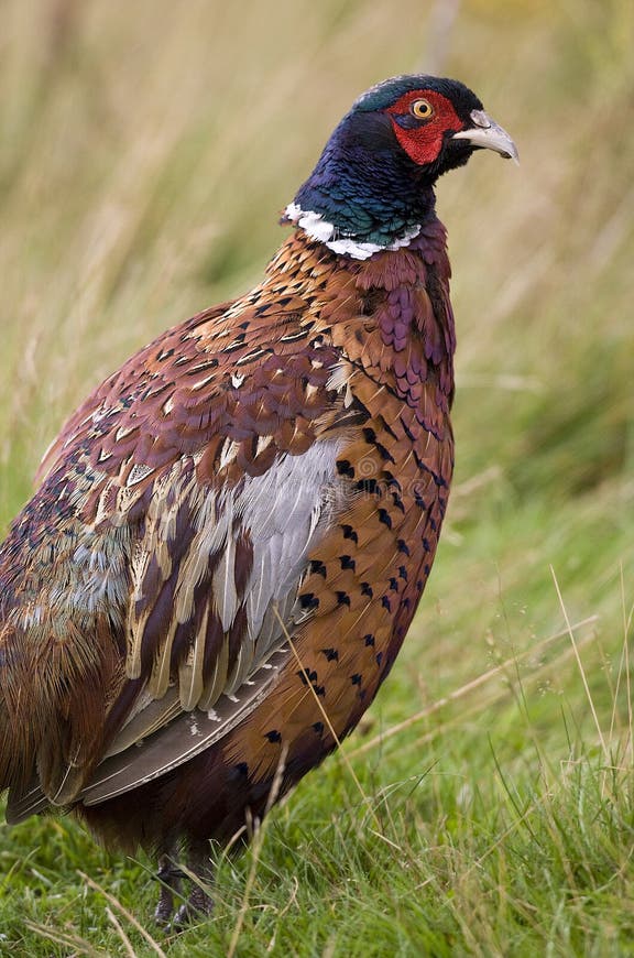 Pheasant in the Scottish Highlands Stock Image - Image of wild ...