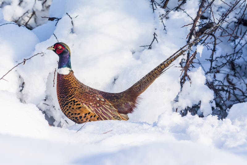 Pheasant on the snow stock photo. Image of color, snow - 140429480
