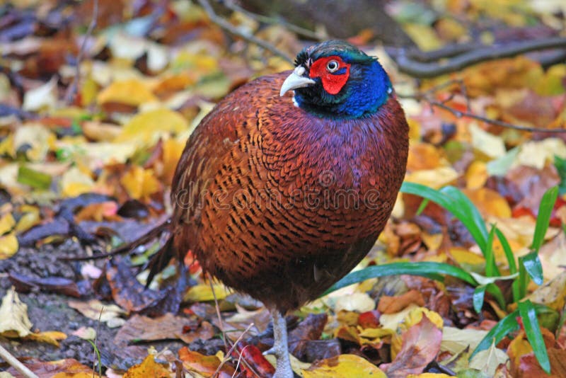 Pheasant stock image. Image of bushes, pheasant, standing - 53444545