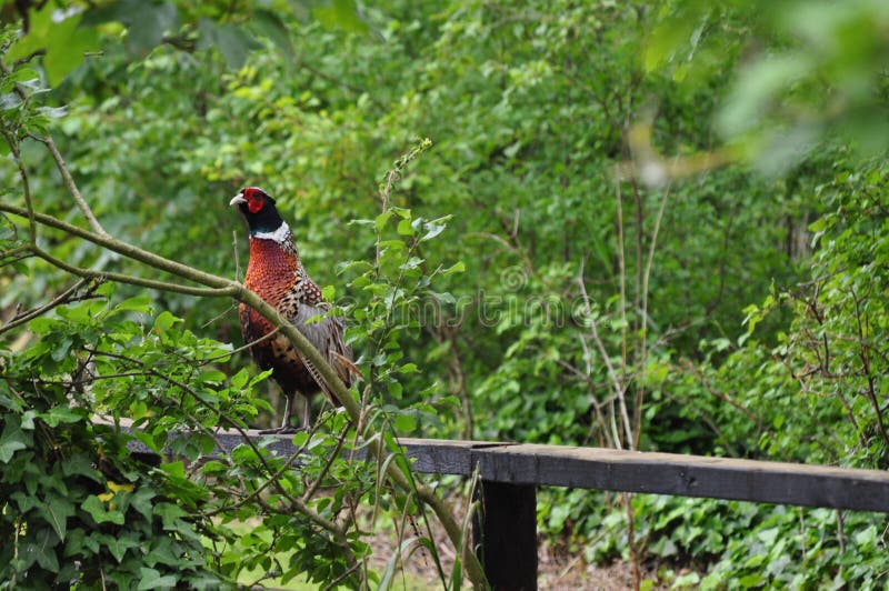 Pheasant Standing on a Fence. Stock Photo - Image of pheasant, standing ...