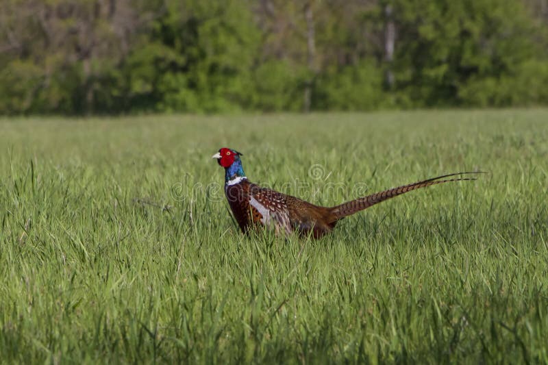 Pheasant Standing in Green Grass in Forest Stock Image - Image of bird ...