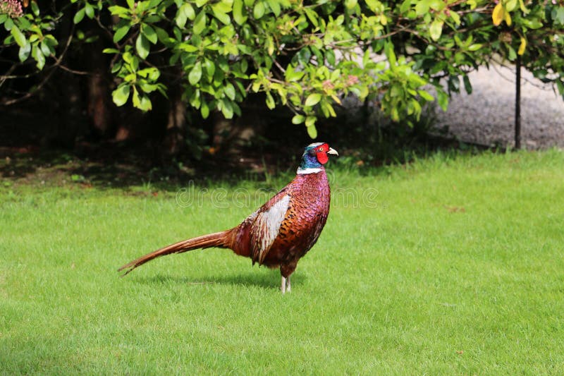 Pheasant Standing, Showing His Profile Stock Photo - Image of upland ...