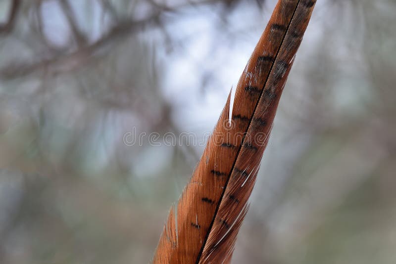 Pheasant Tail Feather, Close-up, Blurred Background. Pattern on Orange ...