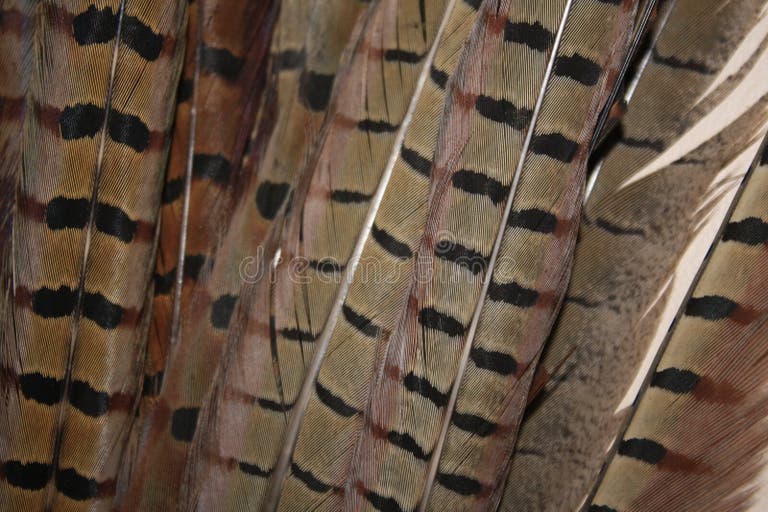 2,249 Quill Tail Stock Photos - Free & Royalty-Free Stock Photos from ...