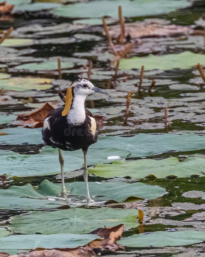A Pheasant Tail Jacana Looking into the Camera Stock Photo - Image of ...