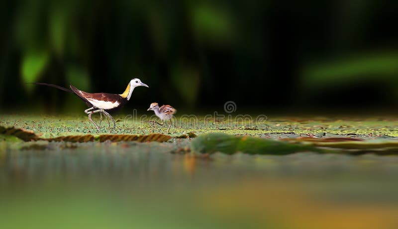 Jacana Feeds Stock Photos - Free & Royalty-Free Stock Photos from ...