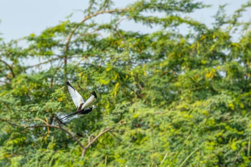 Pheasant-tailed Jacana Flying Over the Forest Stock Photo - Image of ...